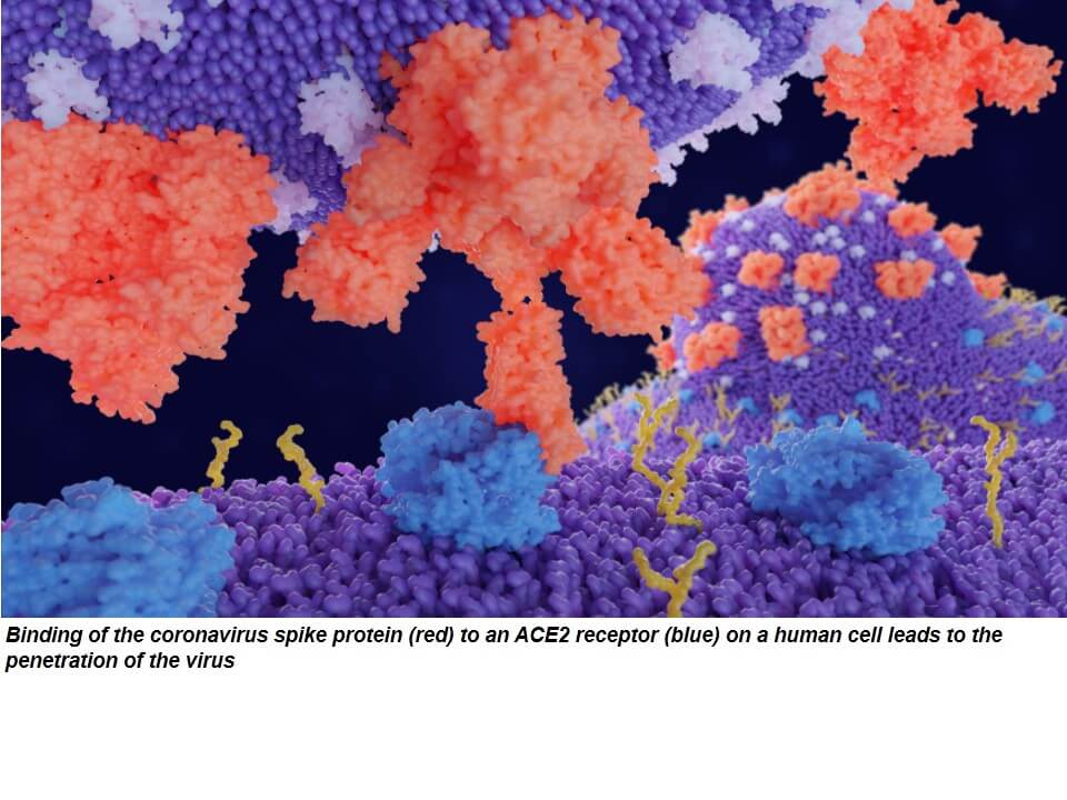 Mutations Observed in Coronavirus “Spike” Caution - GeneOnline News